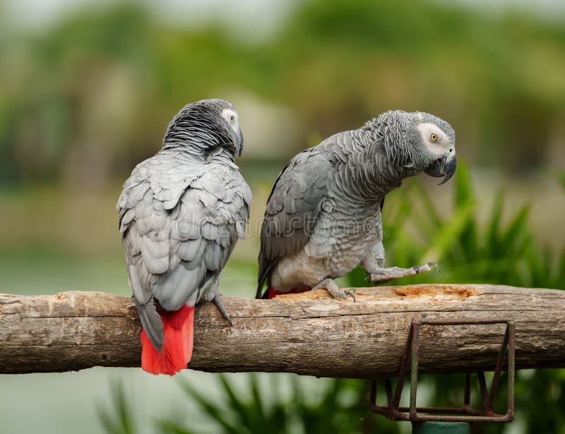 Two African Grey Parrot (Psittacus Erithacus) on Wood Tree Branch Stock ...