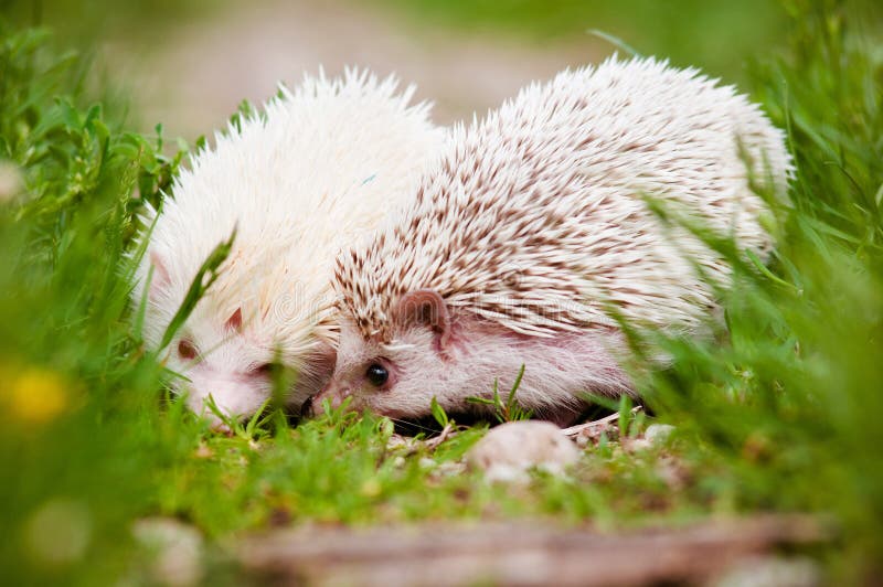 Adorable African Hedgehog Running Stock Photo - Image of baby, nose ...