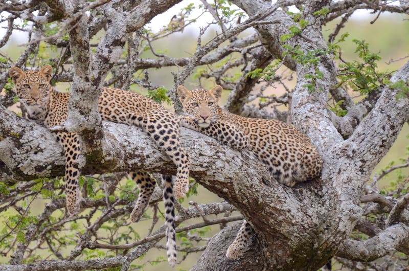 Two African Leopards Resting on the Tree Stock Photo - Image of nature ...