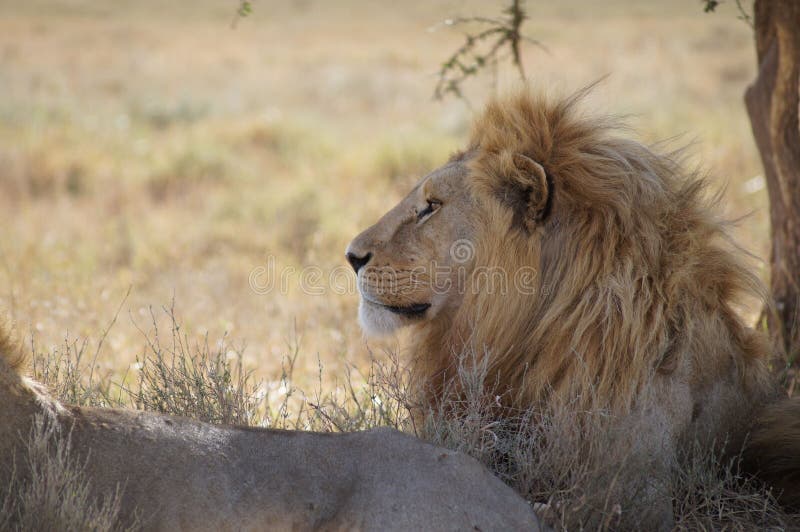 Two African Lions Basking in the Afternoon Sun Underneath a Tree Stock ...