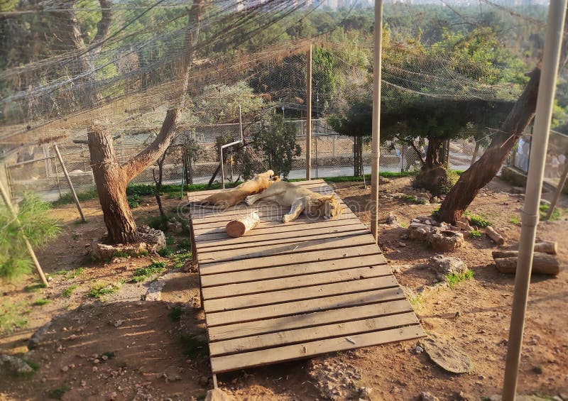 Two African Lions Relax in the Zoo Enclosure Stock Photo - Image of ...
