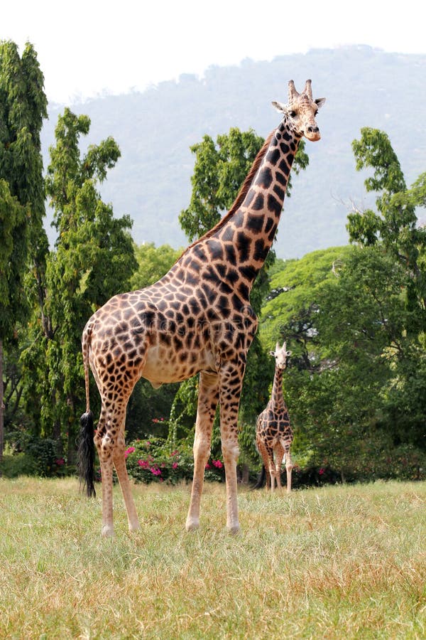 Two African Origin Giraffe Together in a Jungle Stock Image - Image of ...