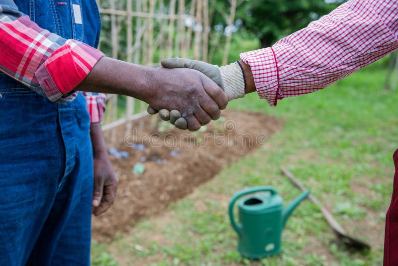 Two African Peasants Shake Hands while Working in the Fields Stock ...