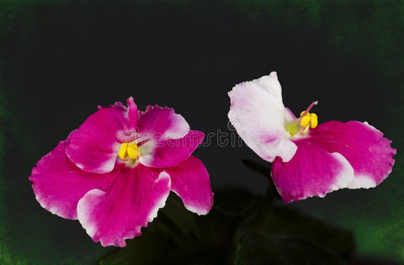 Two African Violets,dark Background Stock Image - Image of yellow ...
