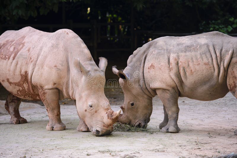 Two african white rhino stock photo. Image of face, rhino - 116657492