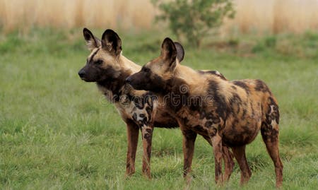 Two African Wild Dogs on Guard Stock Image - Image of portrait, species ...