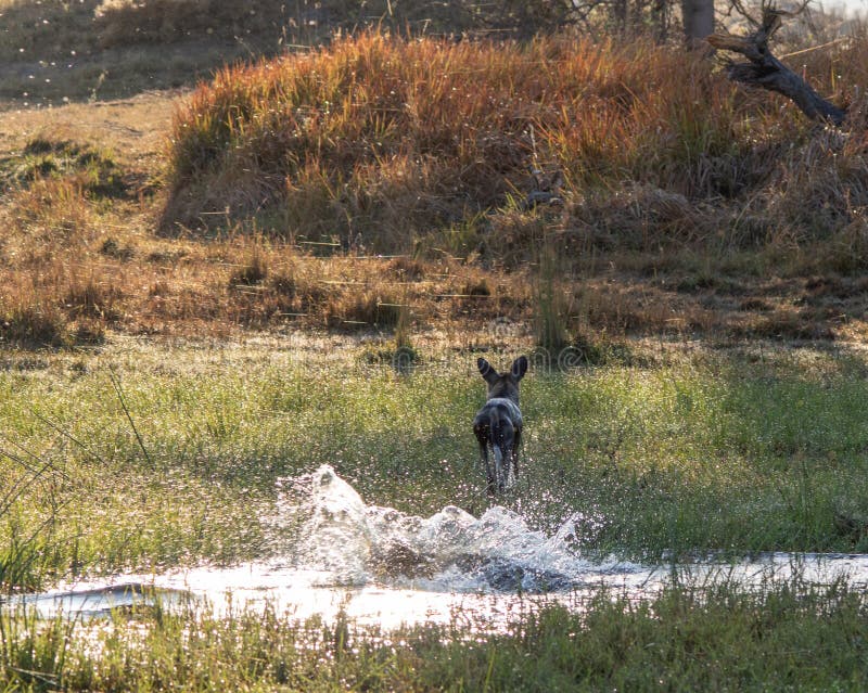 African Wild Dogs Run through a Stream Stock Photo - Image of holiday ...