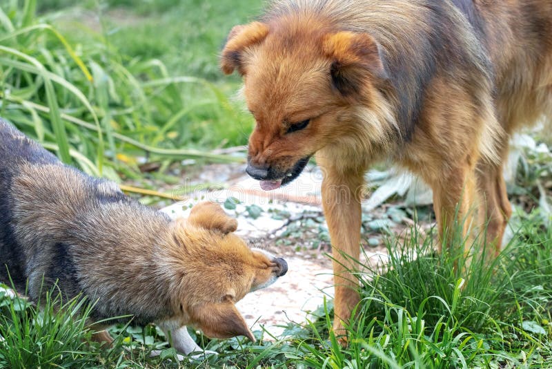 Two Aggressive Dogs are in Conflict with Each Other Stock Image - Image ...