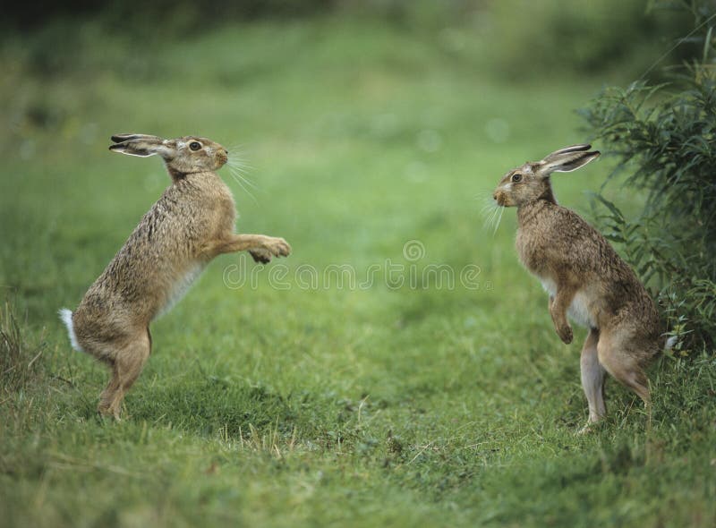 March hare stock image. Image of post, bite, bavaria - 25781059