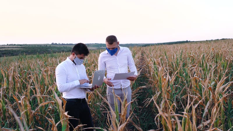 Two Agronomists Discuss a New Type of Irrigation System in a Cornfield ...