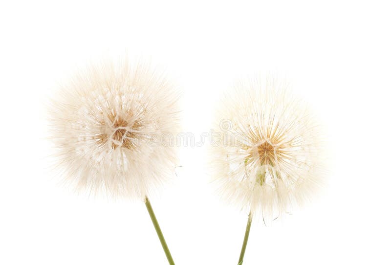 Two air dandelions stock image. Image of field, leaf - 276143991