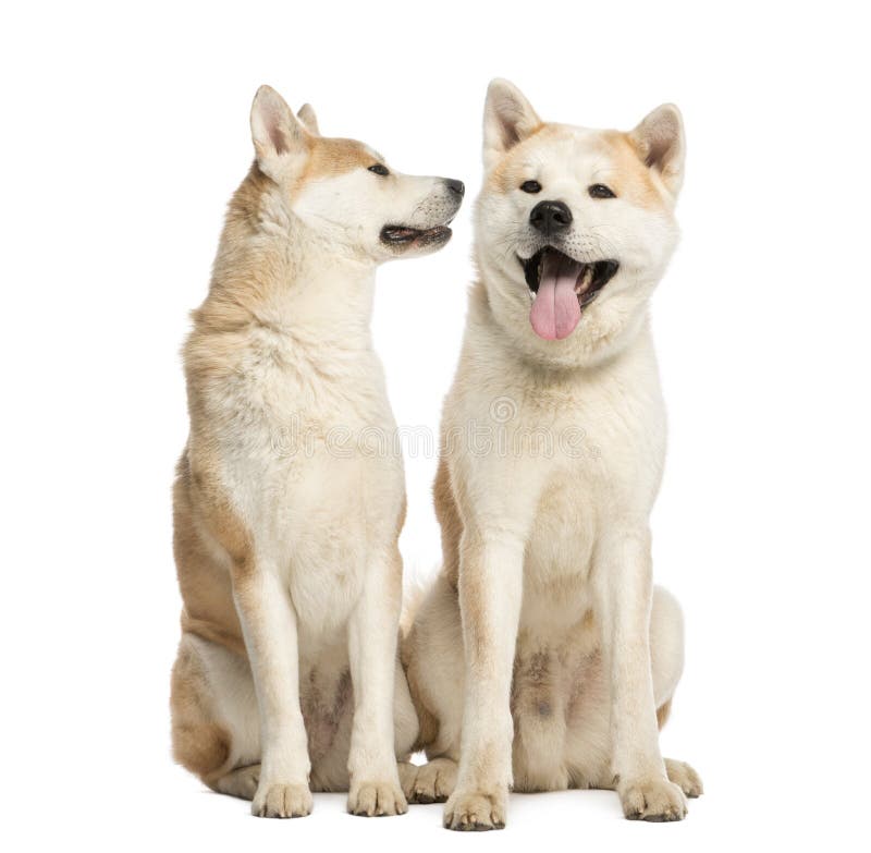 Akita Inu, 3 years old stock image. Image of profile - 13816291