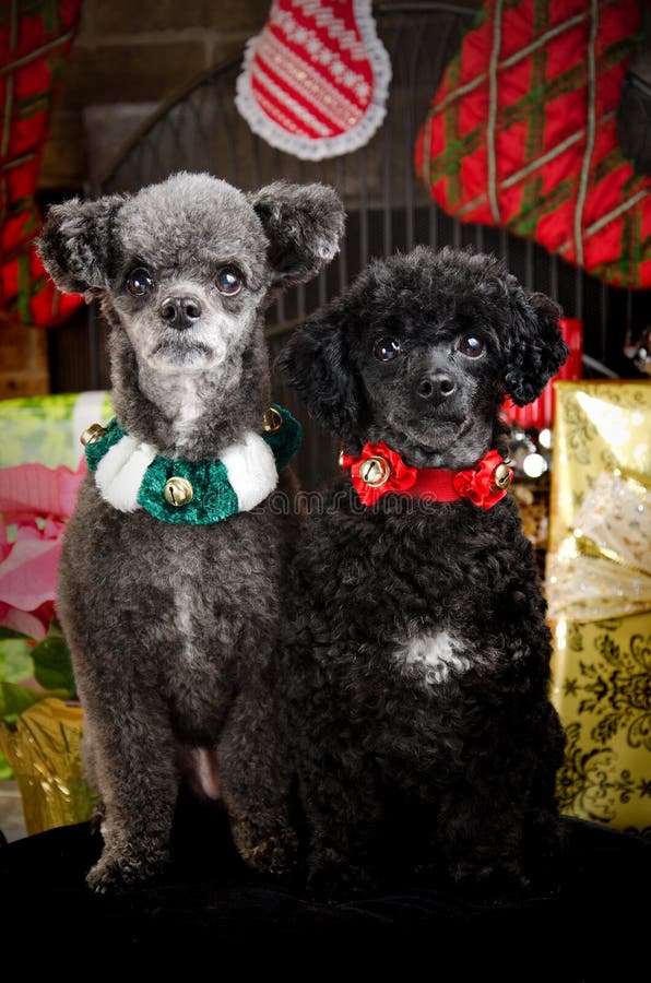 Two alert Christmas Dogs stock photo. Image of presents - 23699092