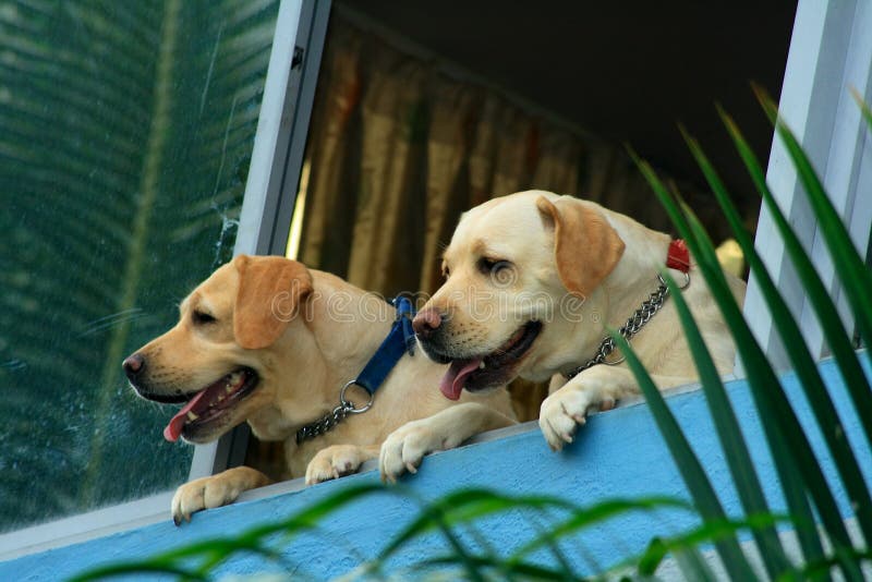 Two alert watch-dogs stock image. Image of superb, fine - 6501367