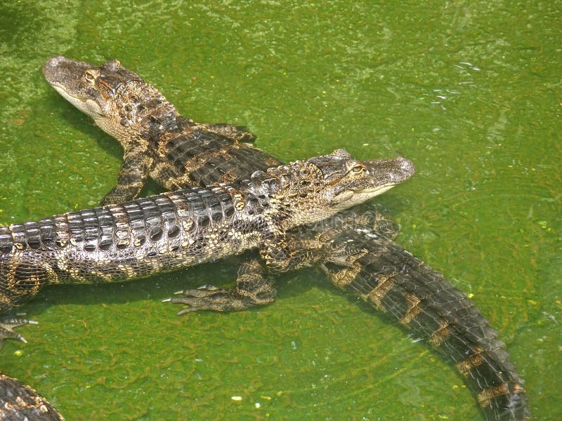 Alligators Sitting on the Grass. Stock Photo - Image of grey, mean ...