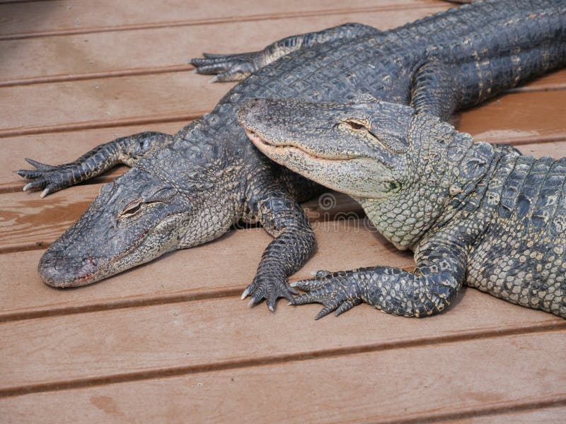 Two Alligators Basking in the Sun Stock Image - Image of crocodile ...