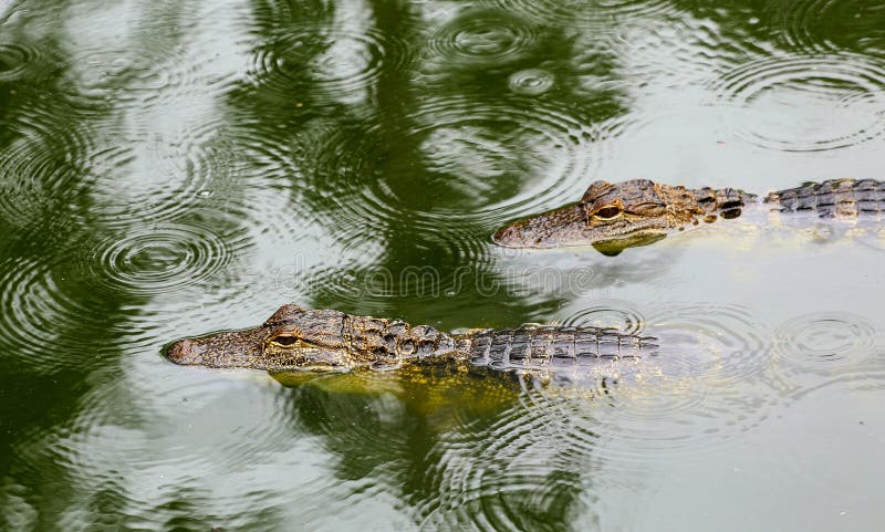 Two Alligators in Green Water in the Rain with Rain Circles Stock Image ...