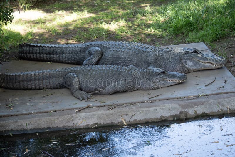 Two alligators resting stock photo. Image of crocodile - 306194036