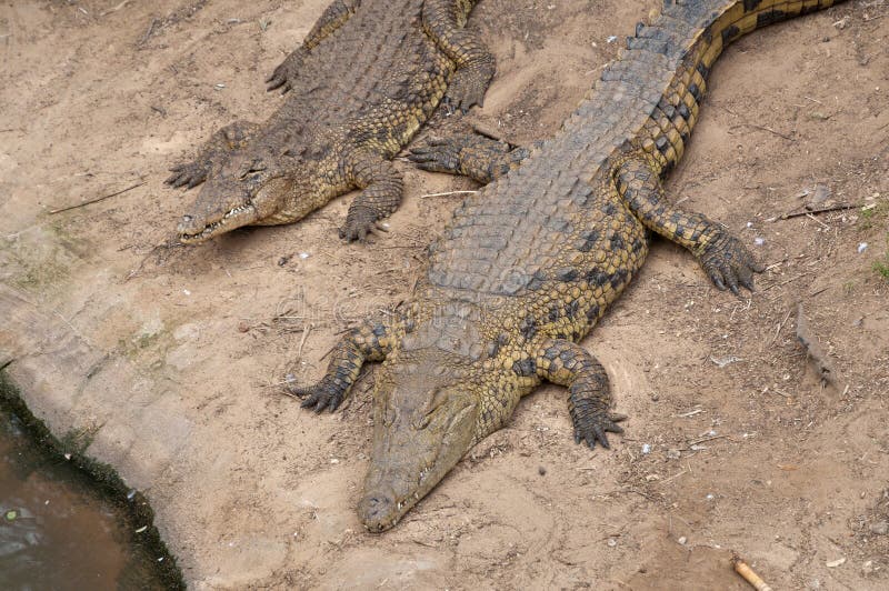 Alligators stock image. Image of safari, danger, reptile - 30114839