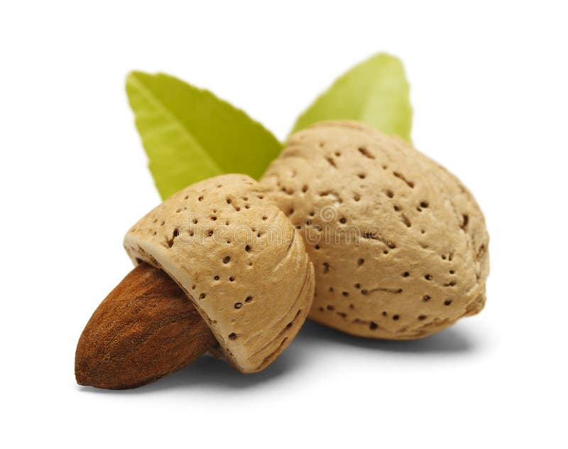 Two Almonds stock photo. Image of ingredient, leaf, background - 38680576