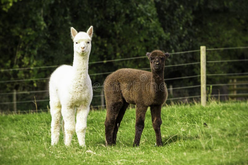 Two Alpaca Babies on the Farm Stock Image - Image of green, grass ...