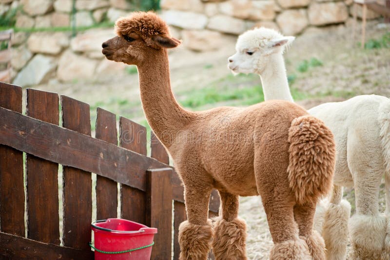 Two Alpacas stock image. Image of alpaka, lama, fleece - 21563183