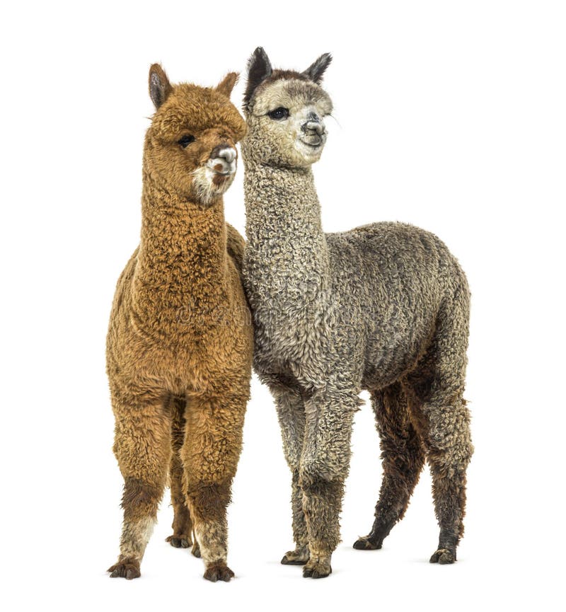 Two Alpacas Dark Fawn and Medium Silver Grey Alpacas Together - Lama ...