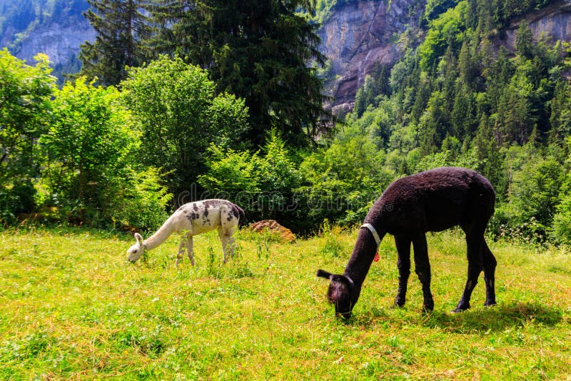 Two Alpacas Grazing in Green Alpine Meadow in Switzerland Stock Image ...