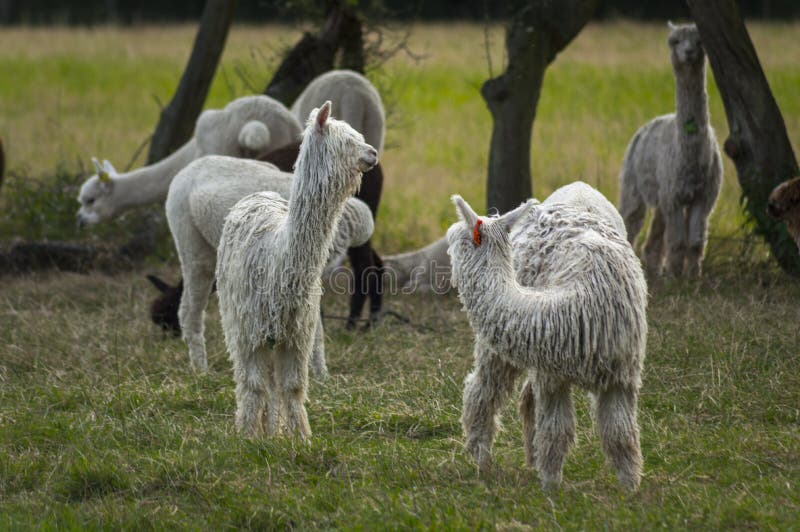 Two llamas stock image. Image of lama, american, wild - 14135611
