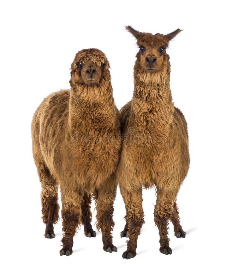 Two Alpacas Looking at Each Other Stock Image - Image of brown, wild ...