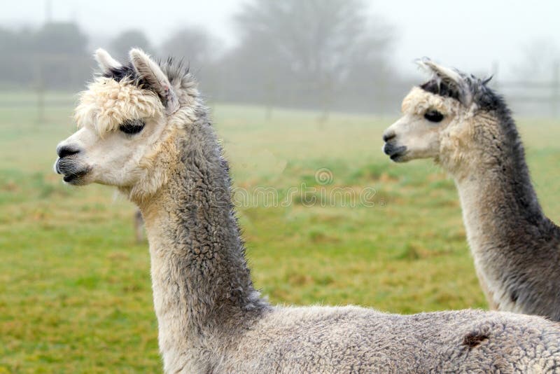 Alpaca Portrait stock photo. Image of farming, alpaca - 1482548