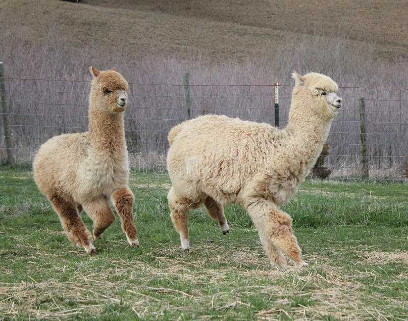 Two alpacas running stock photo. Image of breed, farm - 31607210