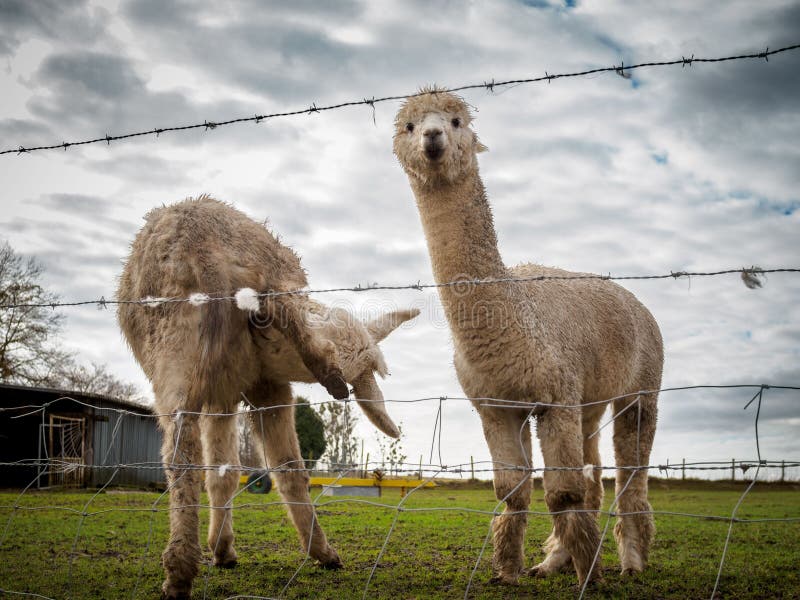 Two Alpacas Stand Behind a Wire Fence. Stock Image - Image of tranquil ...