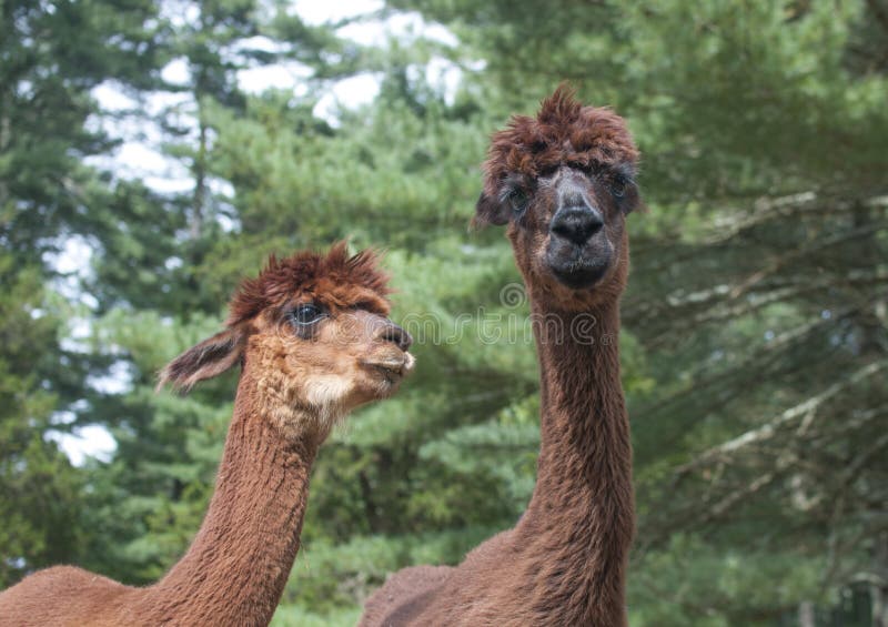 Two Alpacas stock photo. Image of alpacas, woods, green - 116835074
