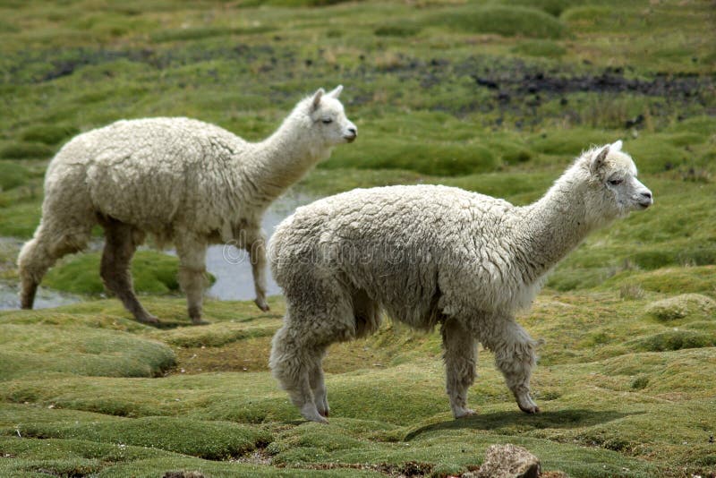 Two alpacas stock photo. Image of wildlife, llama, fleece - 43117672