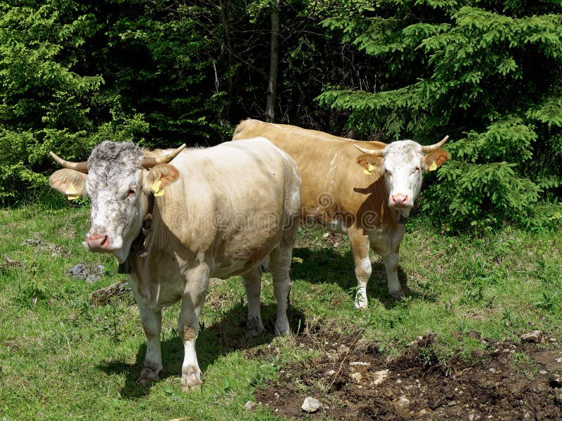 Two Alpine Cows on a Mountain Meadow. Stock Image - Image of landscape ...