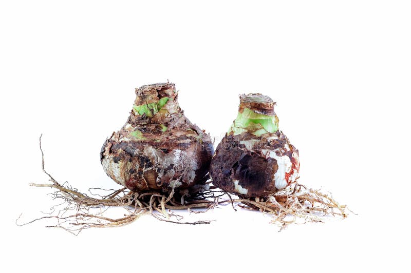 Two Amaryllis Mix Bulbs with Roots Stock Photo - Image of flora ...
