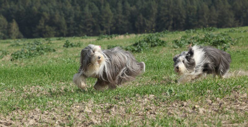 Puppies Eating stock photo. Image of bearded, lunch, furry - 184324