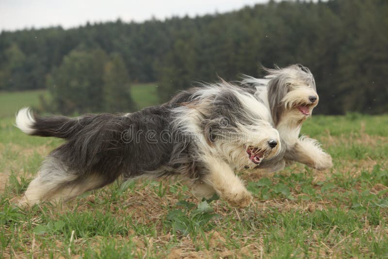 2 border collies stock image. Image of portrait, mate, waiting - 494447