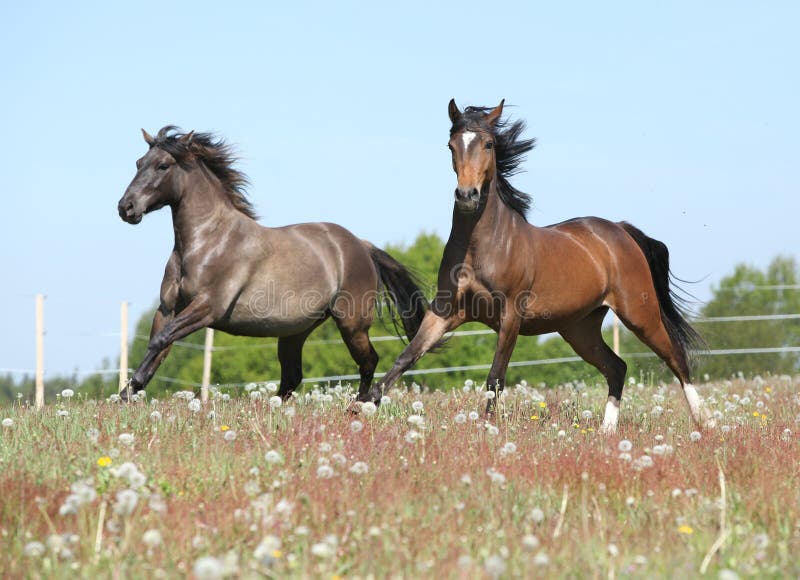 Two Amazing Horses Running on Spring Pasturage Stock Photo - Image of ...