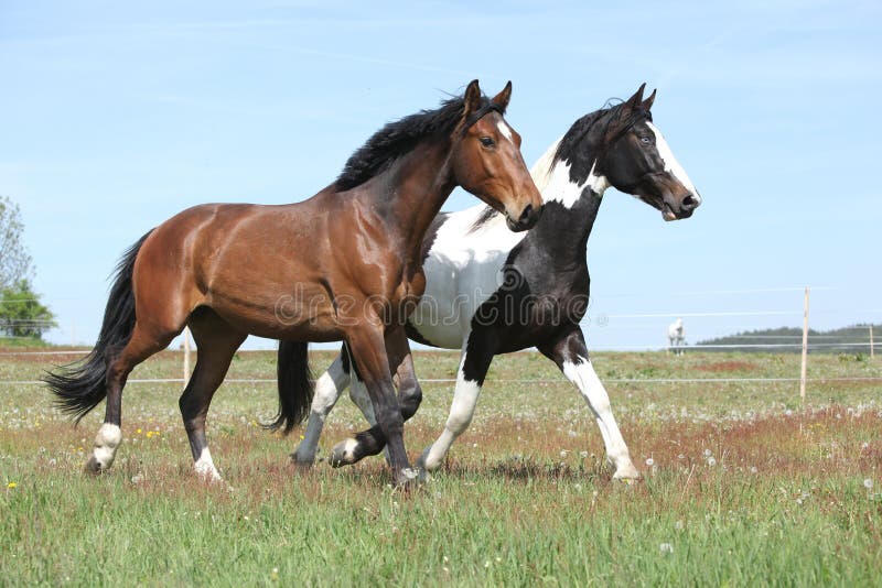 Two Amazing Horses Running on Spring Pasturage Stock Photo - Image of ...