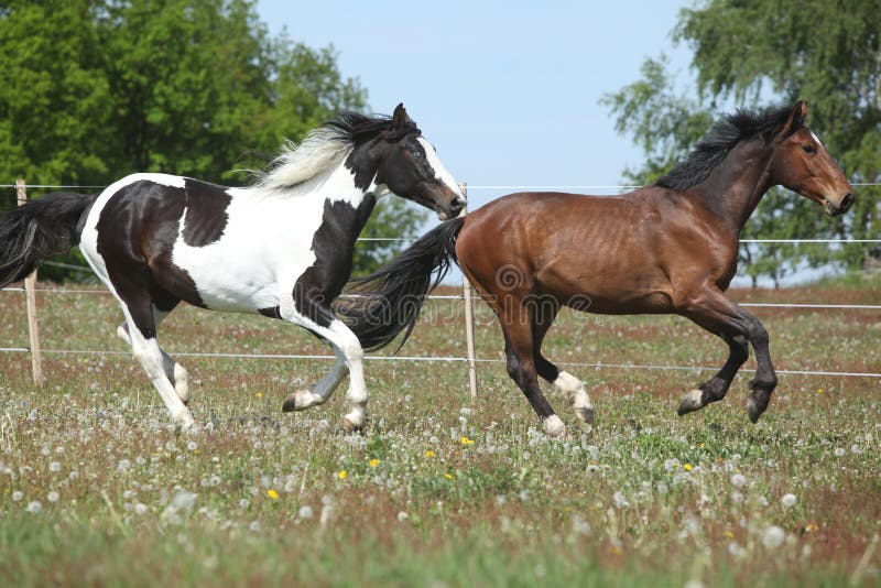 Two Amazing Horses Running on Spring Pasturage Stock Image - Image of ...