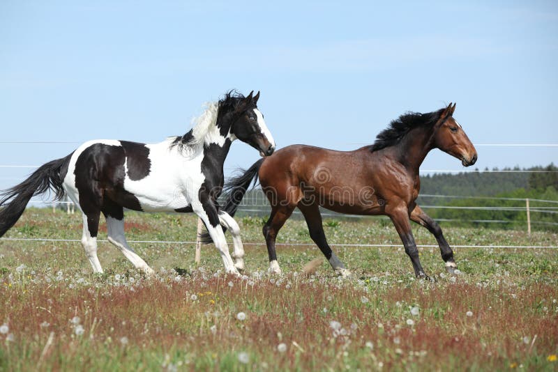 Two Amazing Horses Running on Spring Pasturage Stock Photo - Image of ...