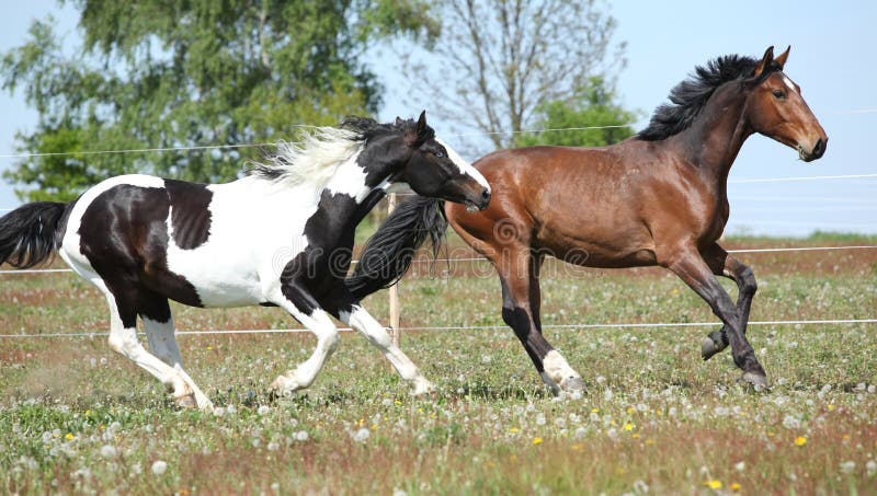 Two Amazing Horses Running Together Stock Photo - Image of piebald ...