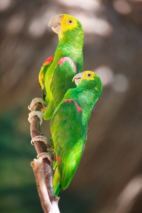 Two Amazon parrots stock photo. Image of fauna, jungle - 22099612