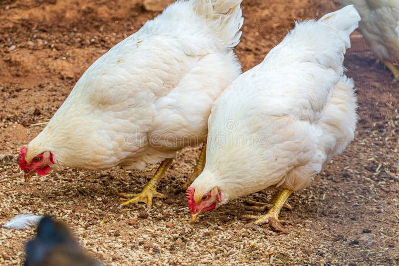 Two Amberlink Chickens Eating Feed on the Ground. Stock Image - Image ...
