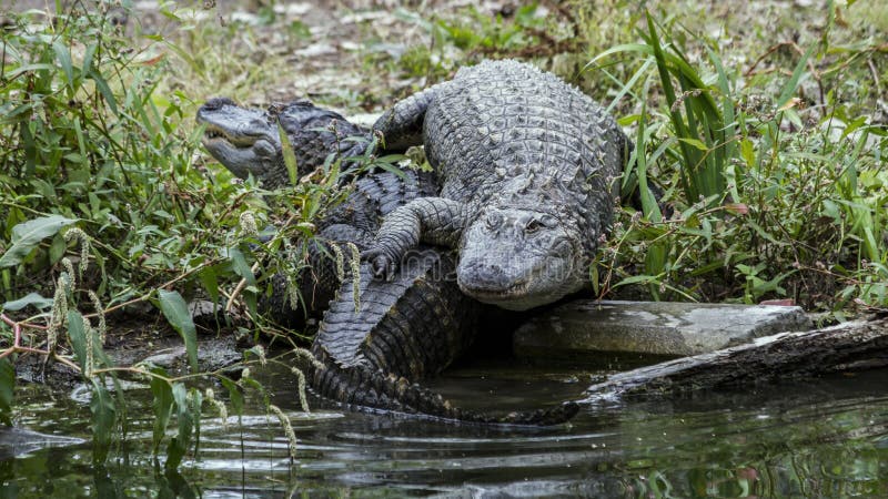 Two American Alligators on the Bank Stock Image - Image of animals ...
