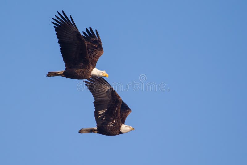 1,680 Two Eagles Stock Photos - Free & Royalty-Free Stock Photos from ...