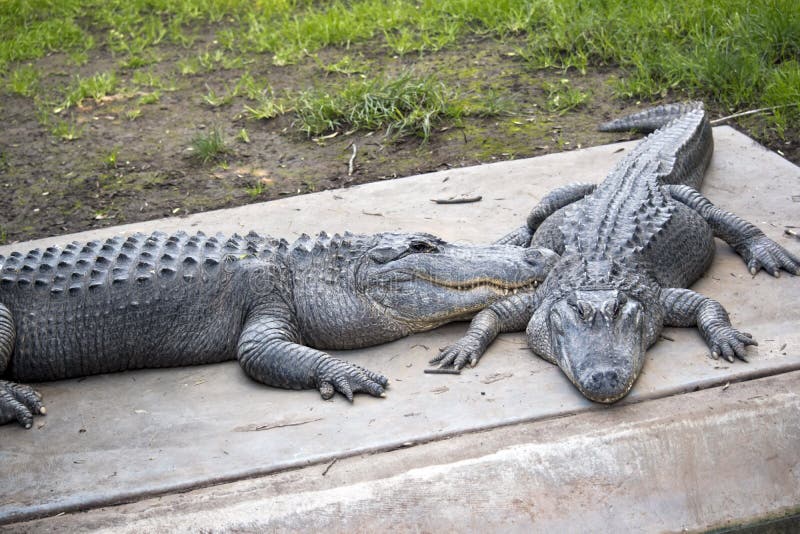 Two American crocodiles stock photo. Image of blooded - 124838332