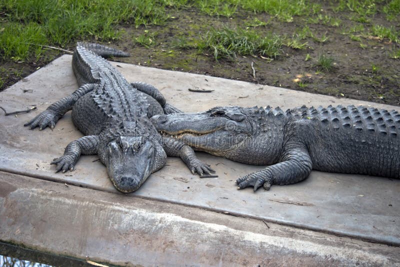 Two American crocodiles stock image. Image of reptiles - 125210749